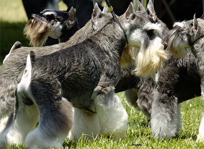 Photos | Show and Pet Miniature Schnauzers