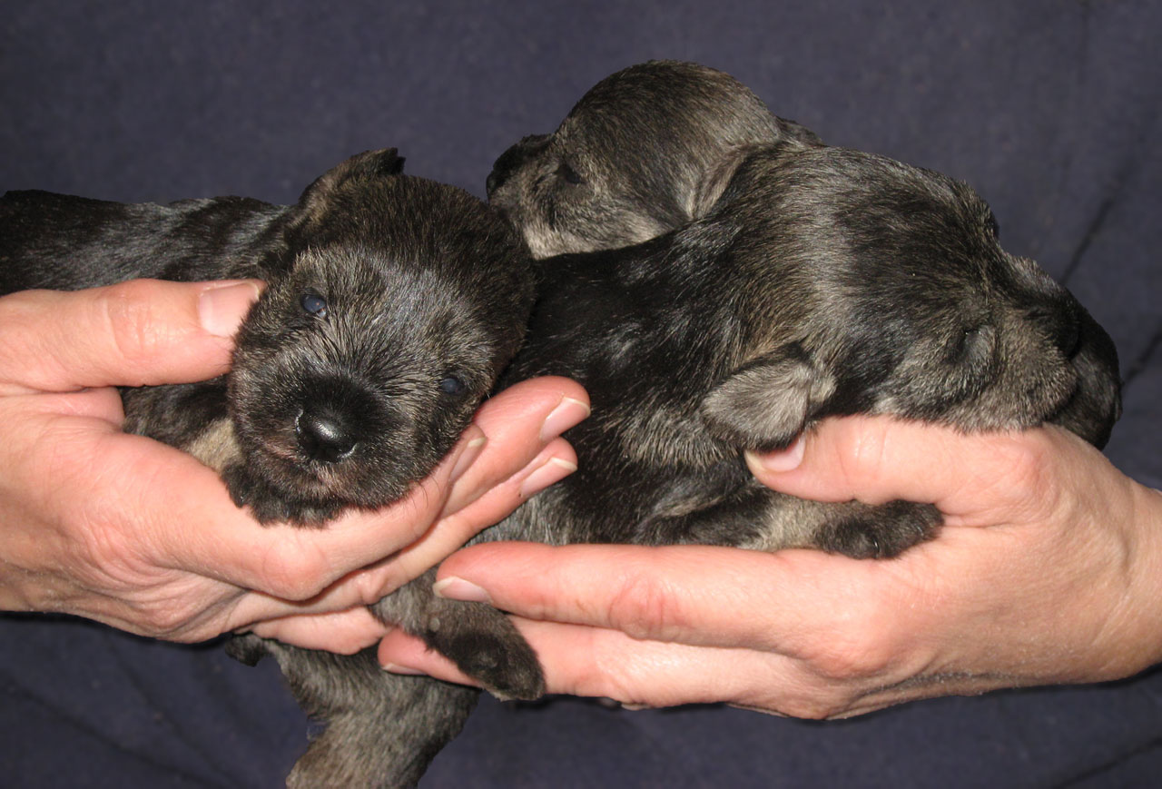 Attaway Miniature Schnauzers | Show and Pet Schnauzer Puppies